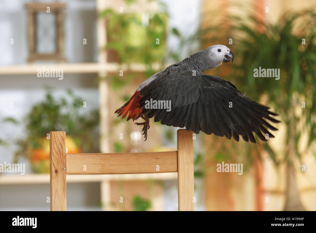 African Grey Parrot Flying High Resolution Stock Photography and Images ...