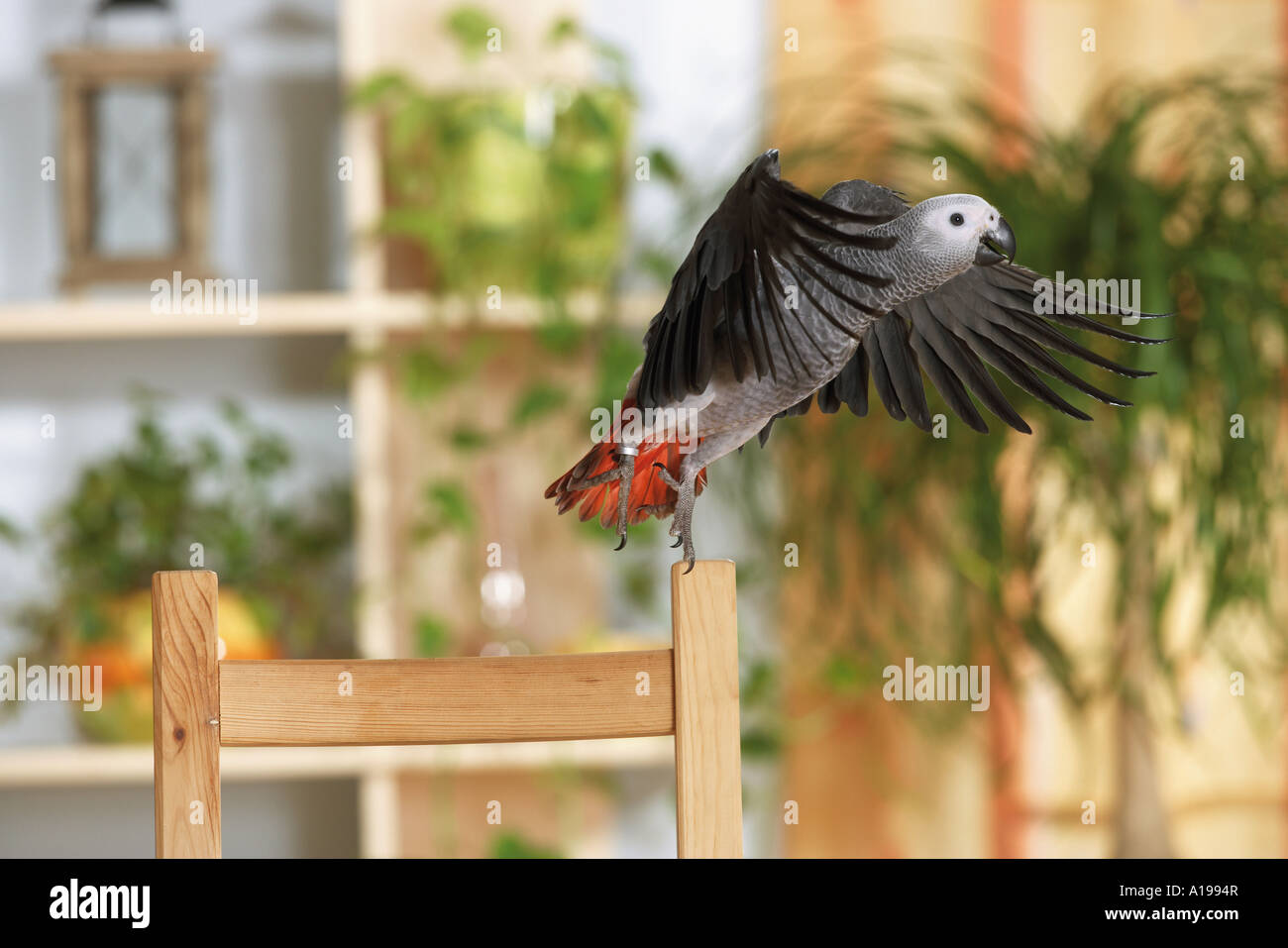 African grey parrot flying hi-res stock photography and images - Alamy