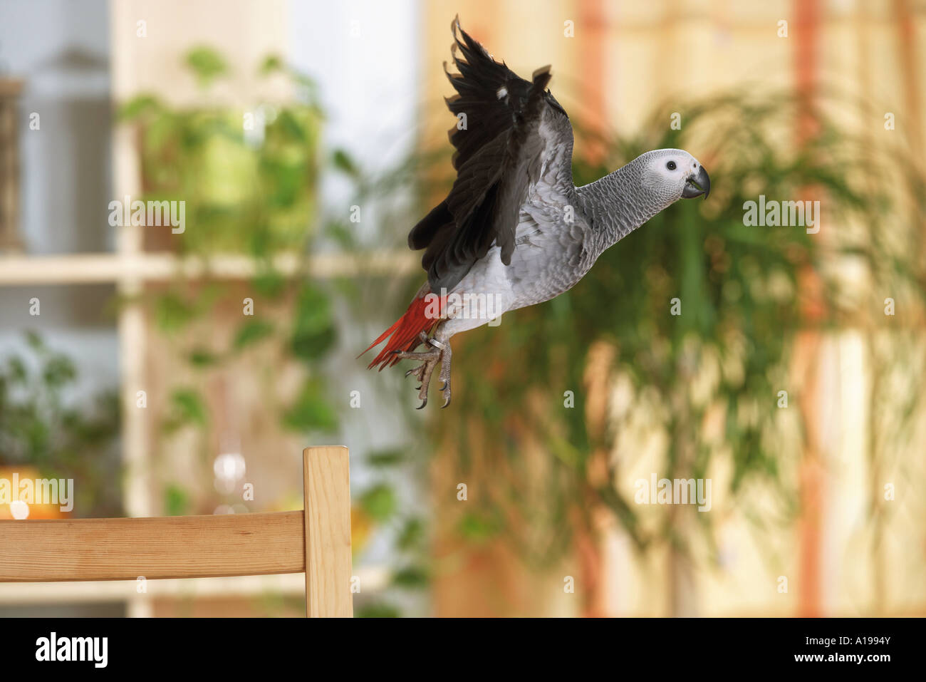 Congo African Grey parrot - flying / Psittacus erithacus Stock Photo ...