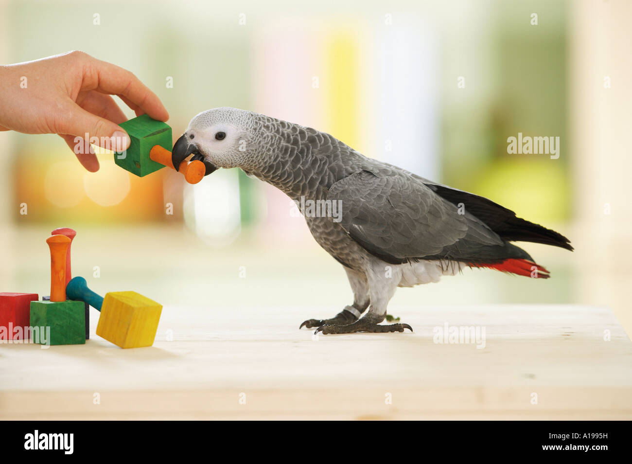 Congo African Grey parrot - playing / Psittacus erithacus Stock Photo ...
