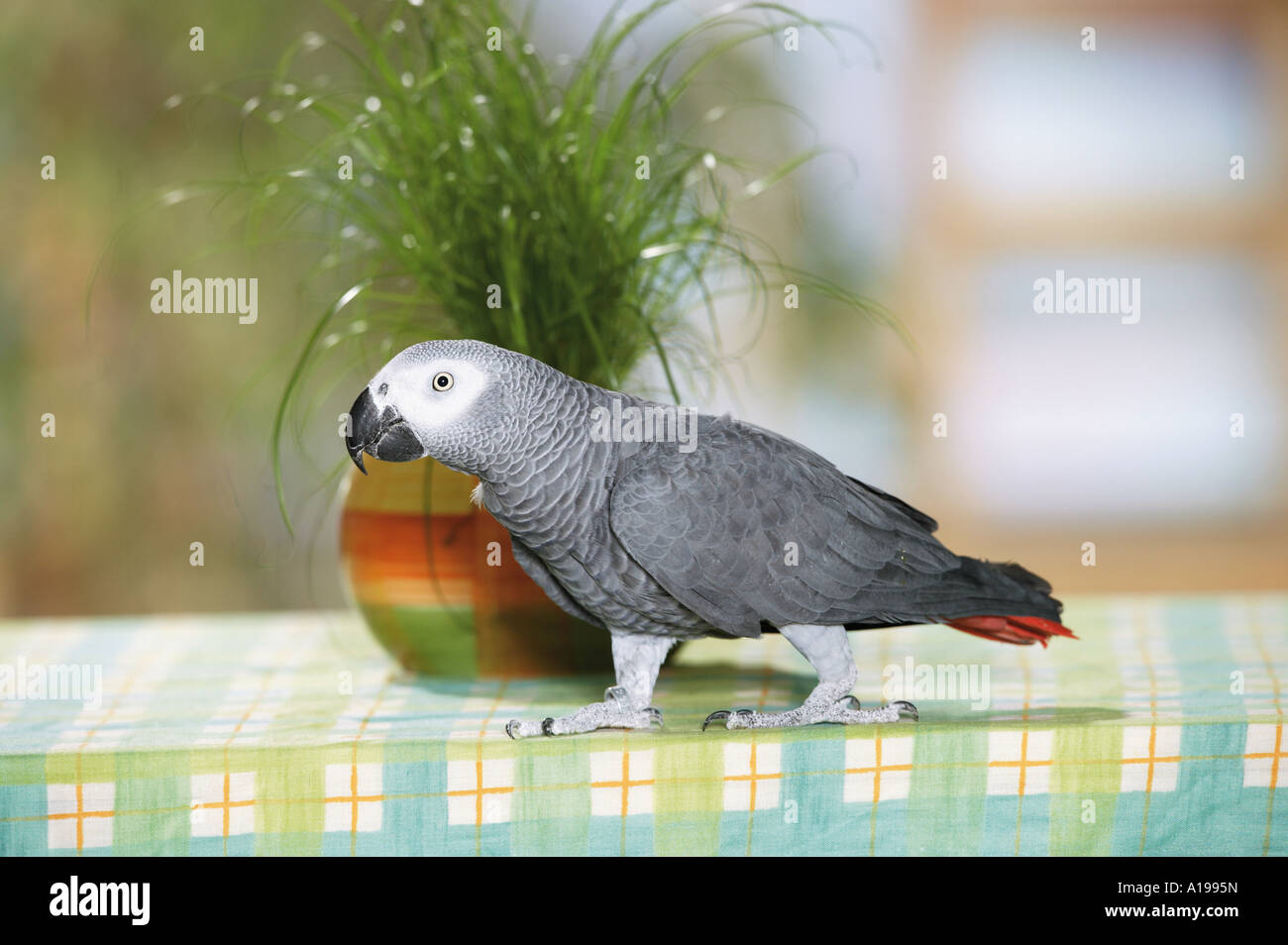 Congo African Grey parrot - walking / Psittacus erithacus Stock Photo ...