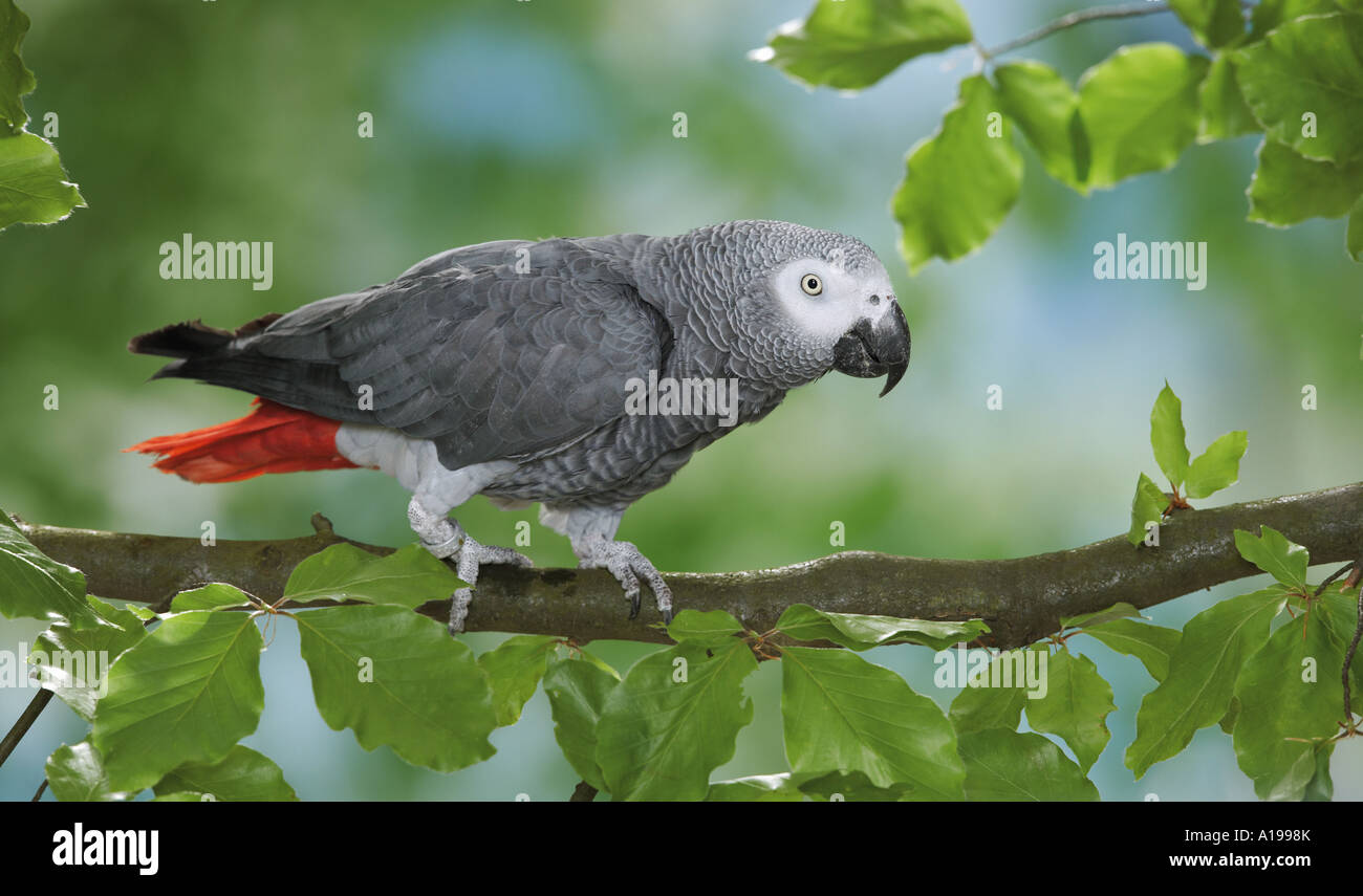 Congo african grey parrot on hi-res stock photography and images - Alamy