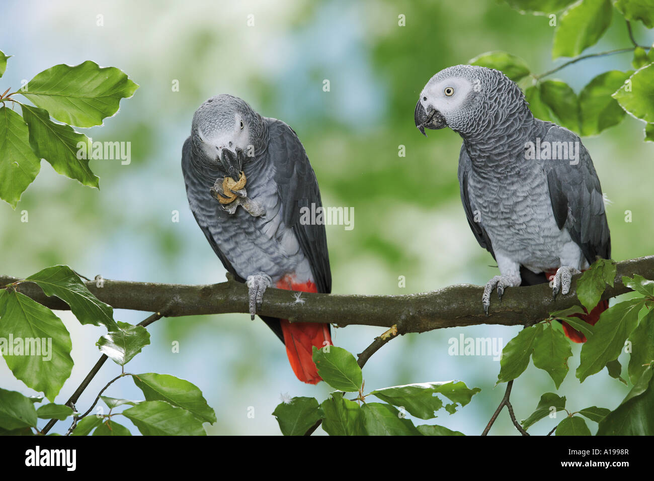 two Congo African Grey parrots on branch - munching / Psittacus ...