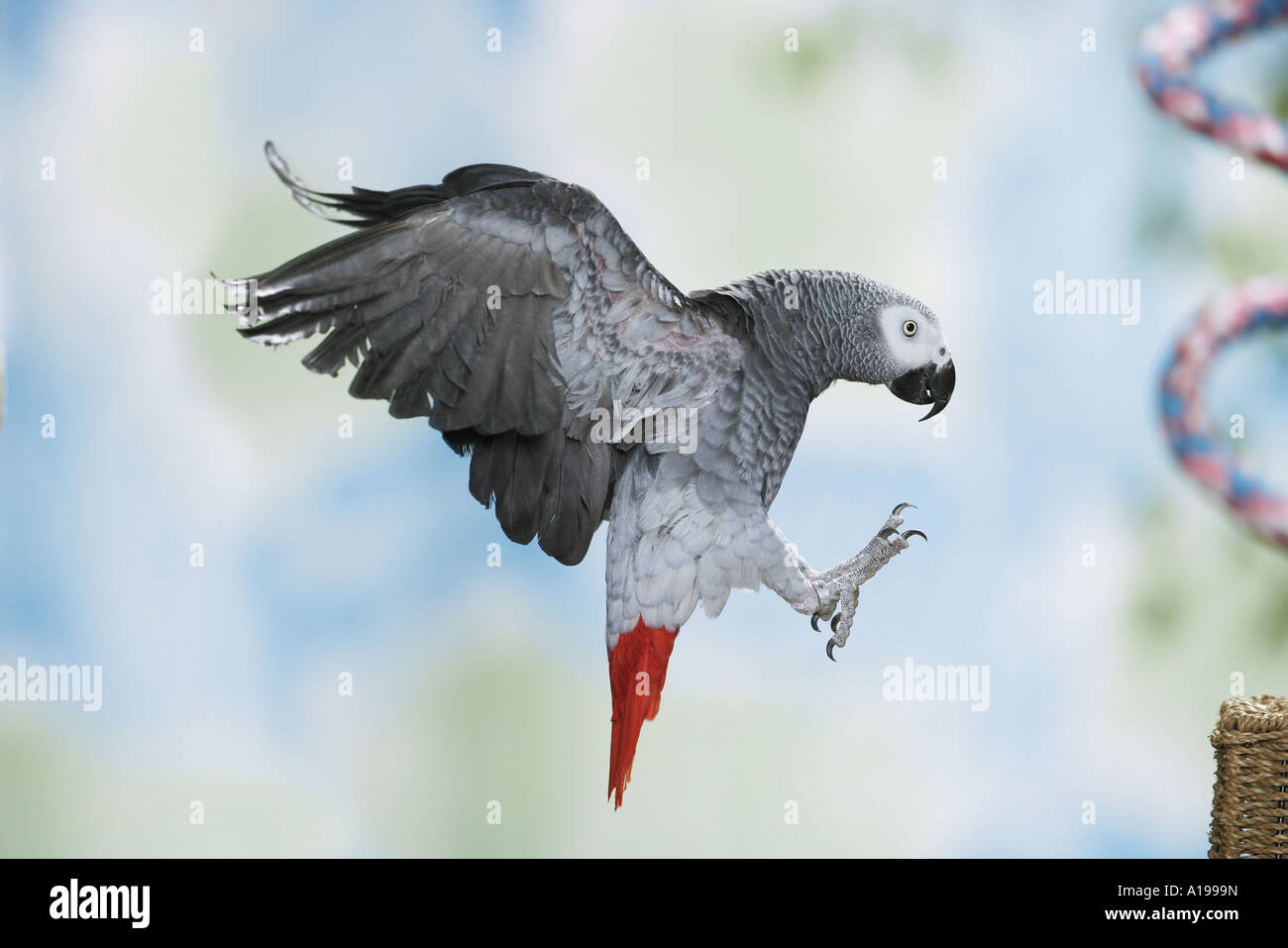 African Grey Parrot Flying