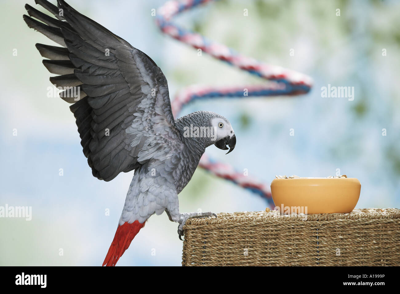 African grey parrot flying hi-res stock photography and images - Alamy