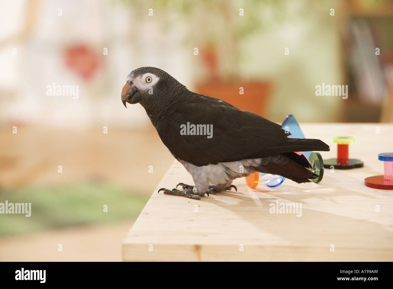 Timneh African Grey parrot - standing / Psittacus erithacus timneh ...