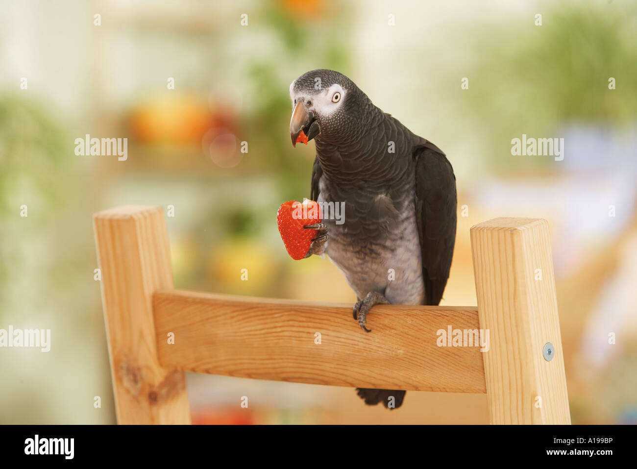 Timneh African Grey parrot - with strawberry / Psittacus erithacus ...