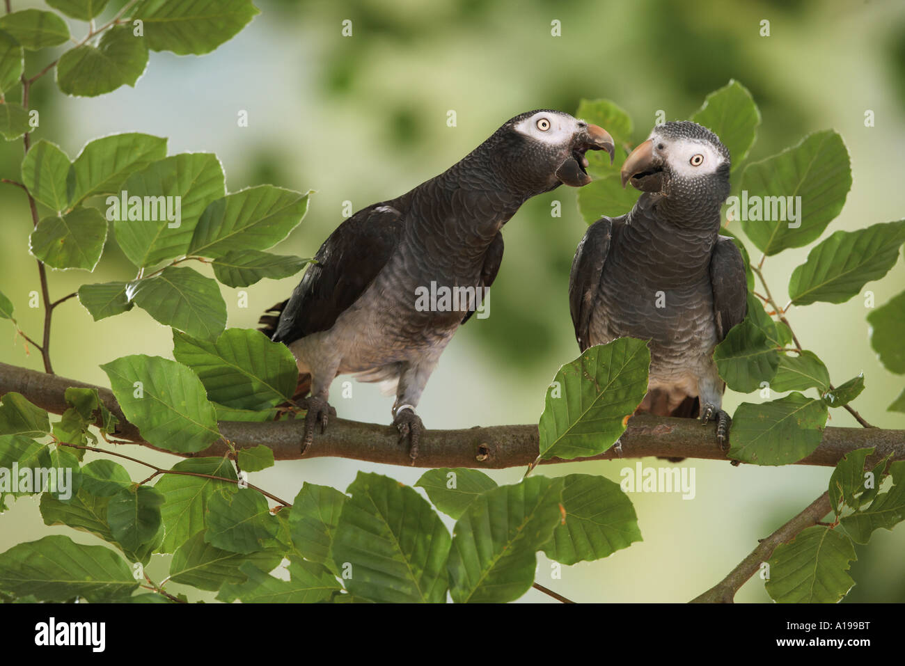 two Timneh African Grey parrots on branch / Psittacus erithacus timneh ...