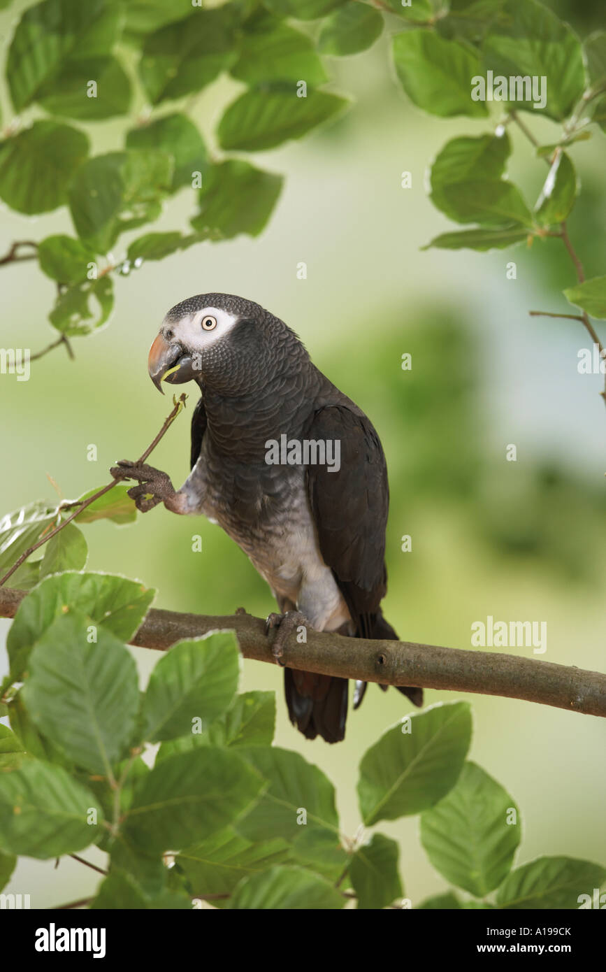 Timneh African Grey parrot on branch / Psittacus erithacus timneh Stock ...