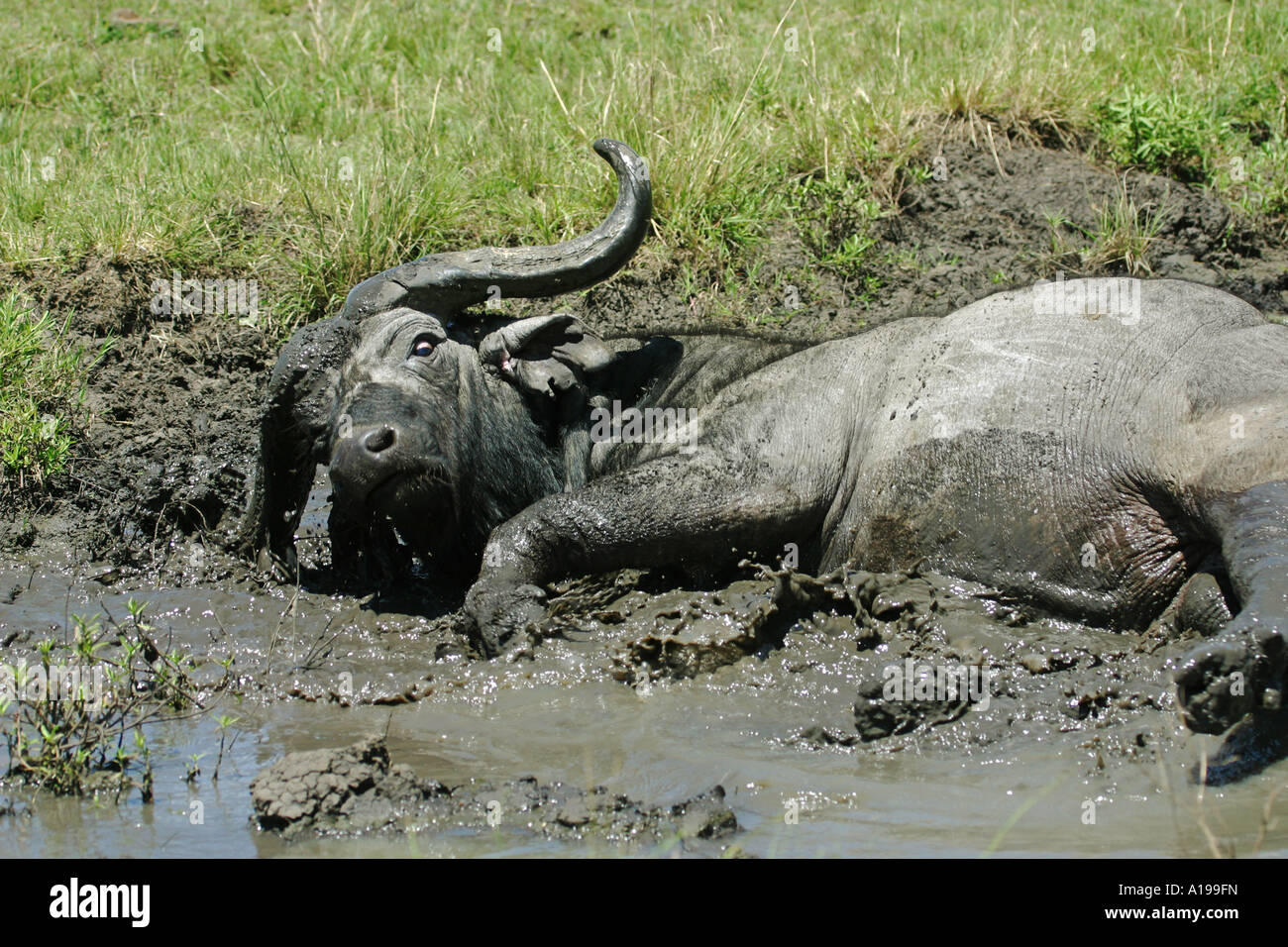 Water buffalo in mud pool hi-res stock photography and images - Alamy