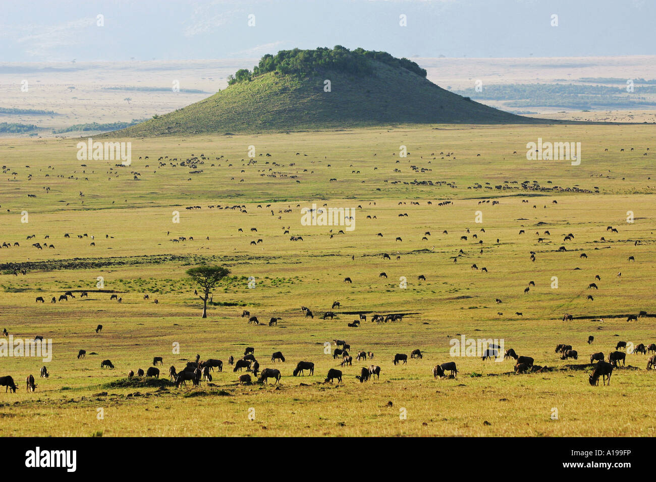 Several different animals hi-res stock photography and images - Alamy