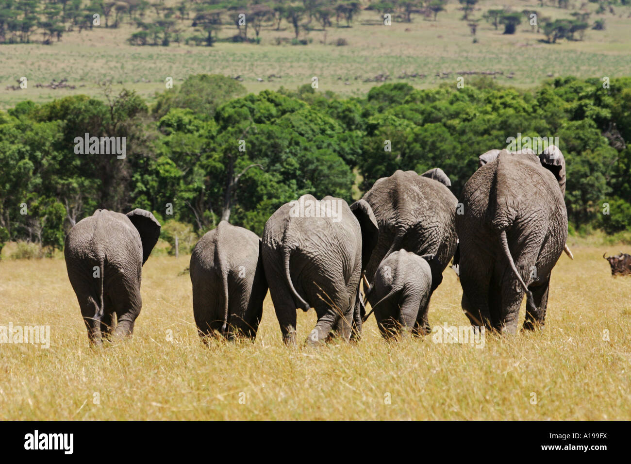 African elephant behind tree hi-res stock photography and images - Alamy