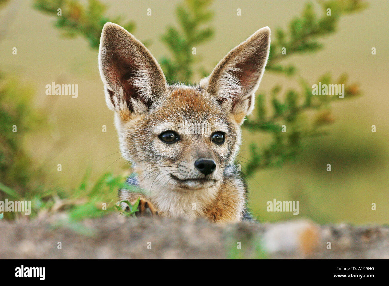 black-backed jackal - portrait / Canis mesomelas Stock Photo - Alamy