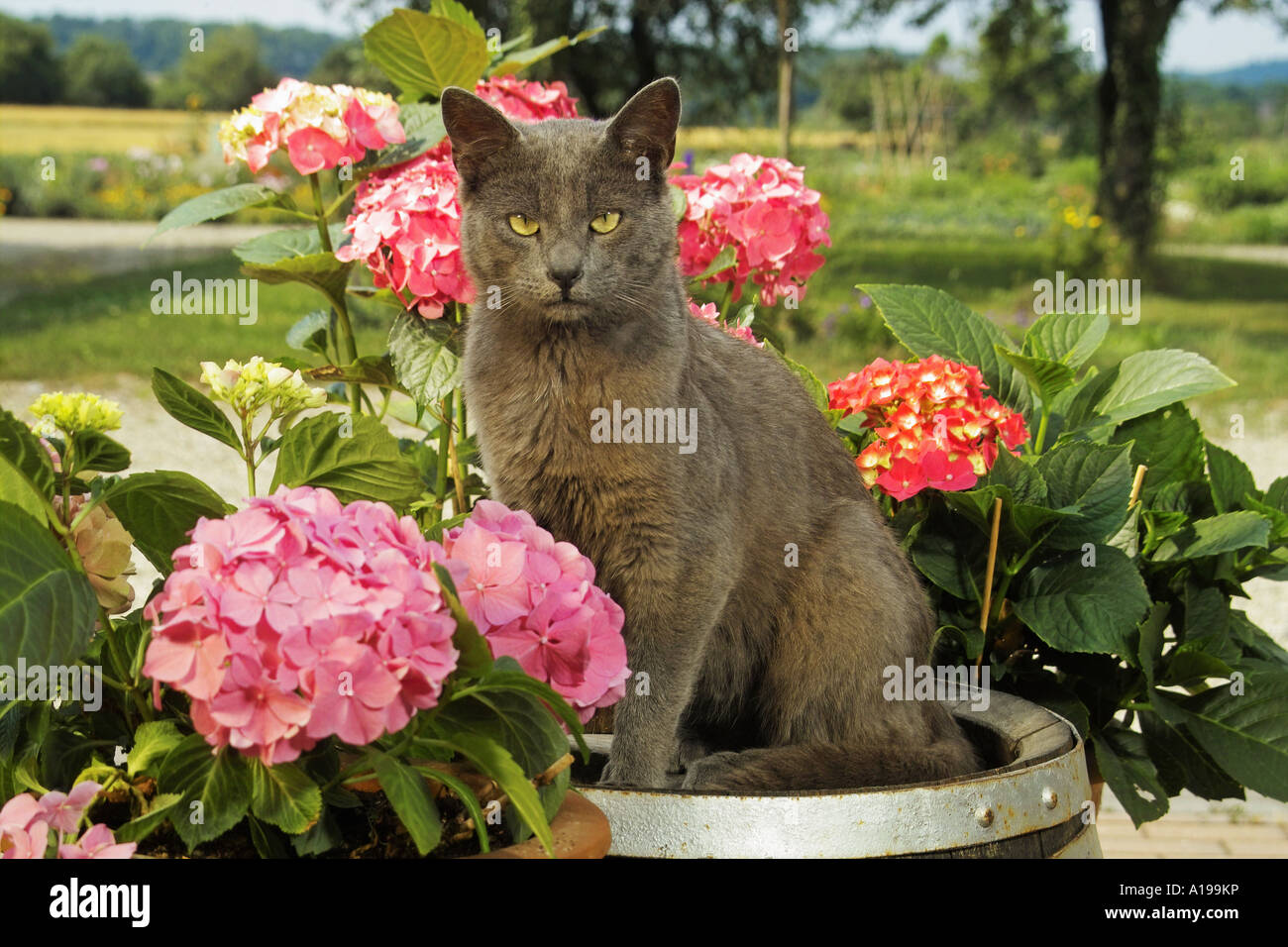 cat between Hydrangeas Stock Photo - Alamy