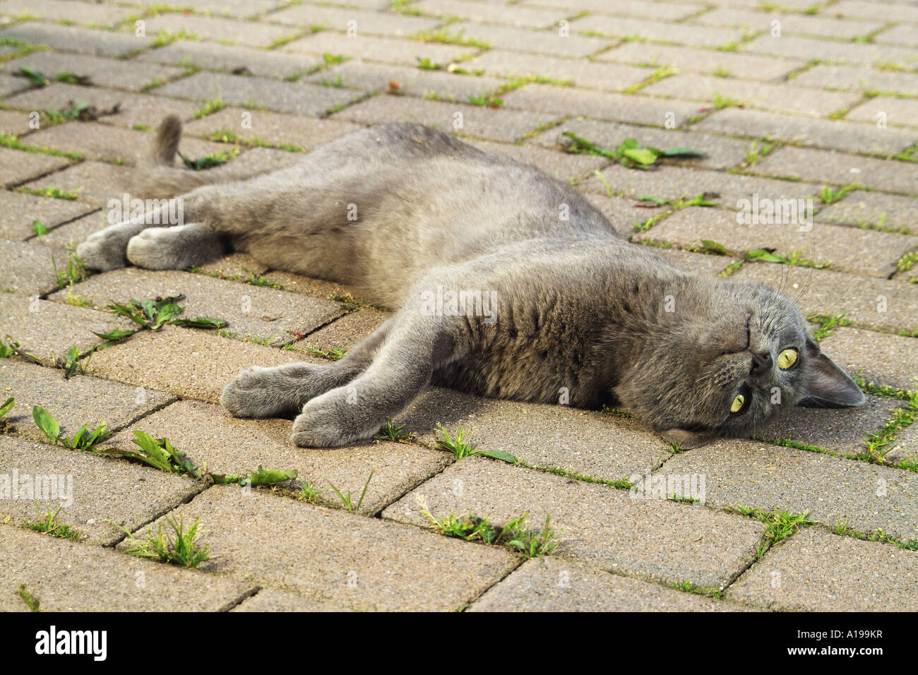 cat - lying Stock Photo - Alamy