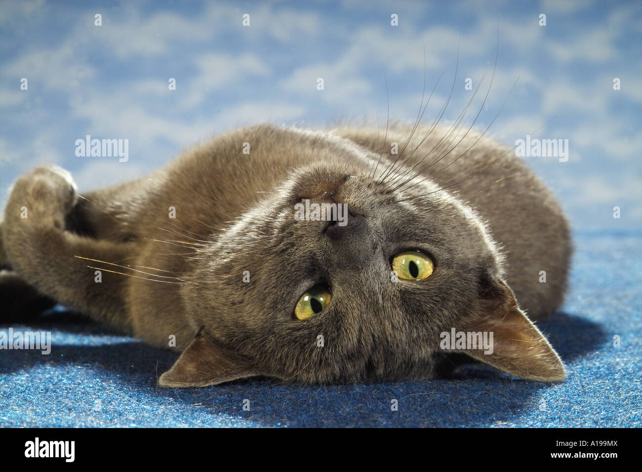 Carthusian cat - lying Stock Photo - Alamy