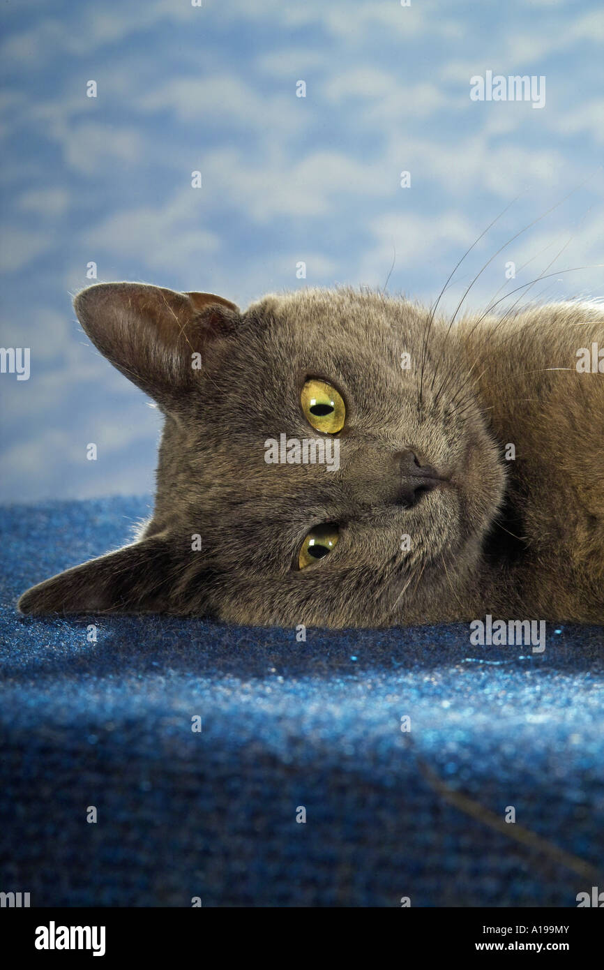 Carthusian cat - portrait Stock Photo - Alamy