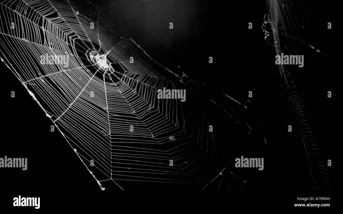 Spiderman Black and White Stock Photos & Images - Alamy