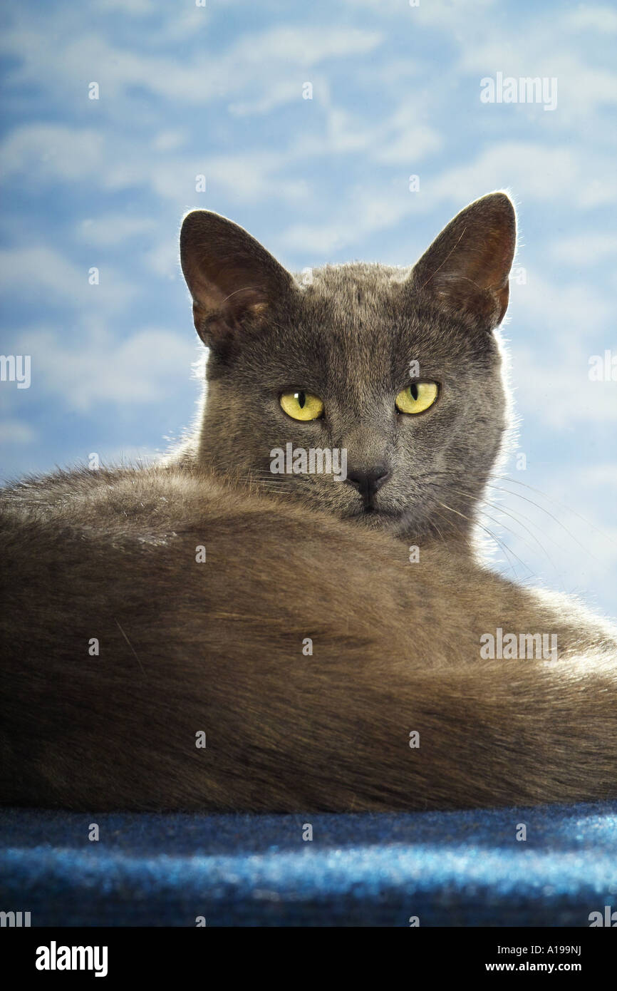 Carthusian cat - lying Stock Photo - Alamy