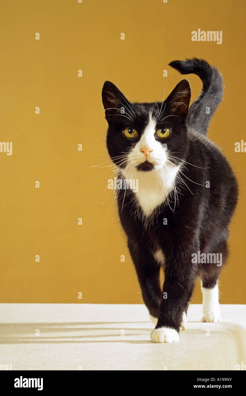 domestic cat - walking Stock Photo - Alamy