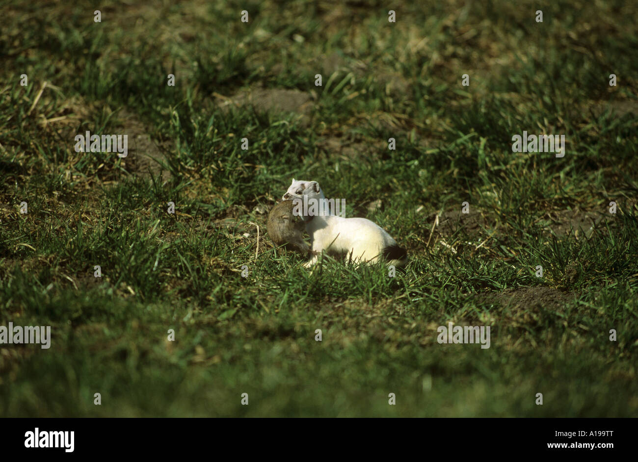stoat in winter coat with booty / Mustela erminea Stock Photo - Alamy