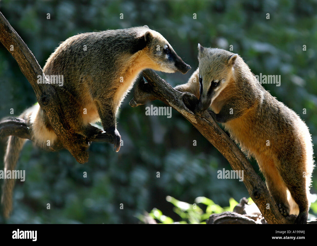 Coatis High Resolution Stock Photography and Images - Alamy