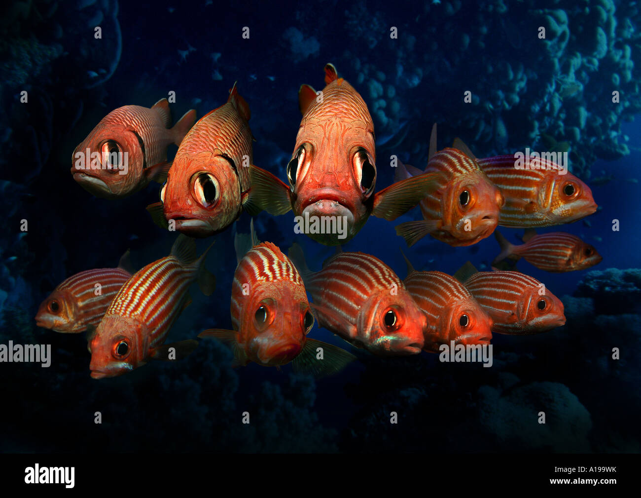 Soldierfishes hi-res stock photography and images - Alamy