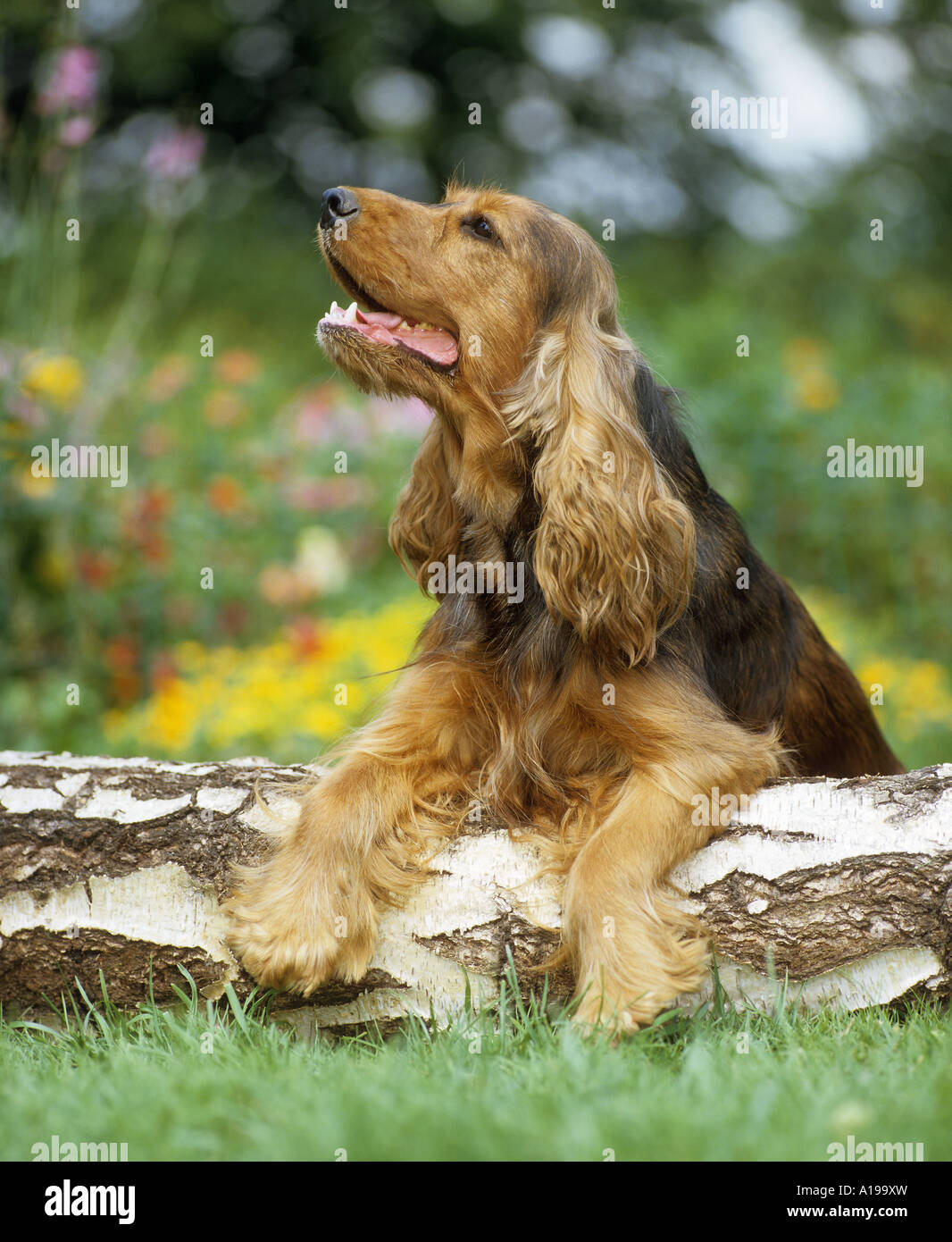 Cocker Spaniel - paws over tree trunk Stock Photo - Alamy