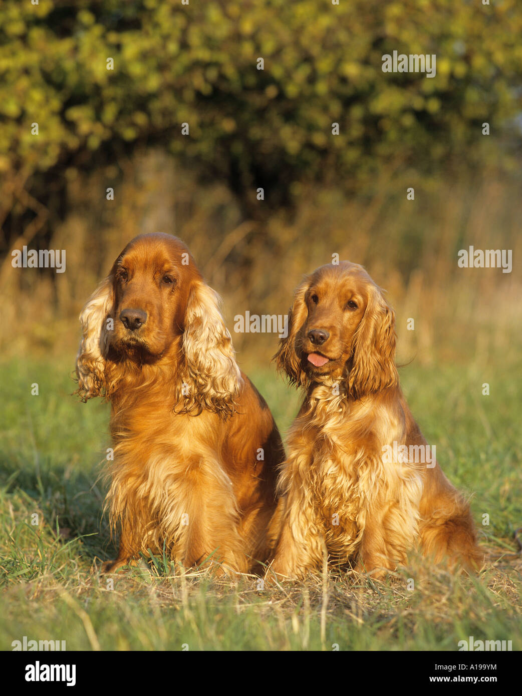 2 Cocker Spaniel sitting on meadow Stock Photo - Alamy
