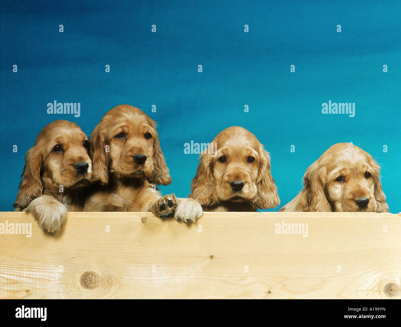 4 Cocker Spaniel puppies in wooden box Stock Photo - Alamy