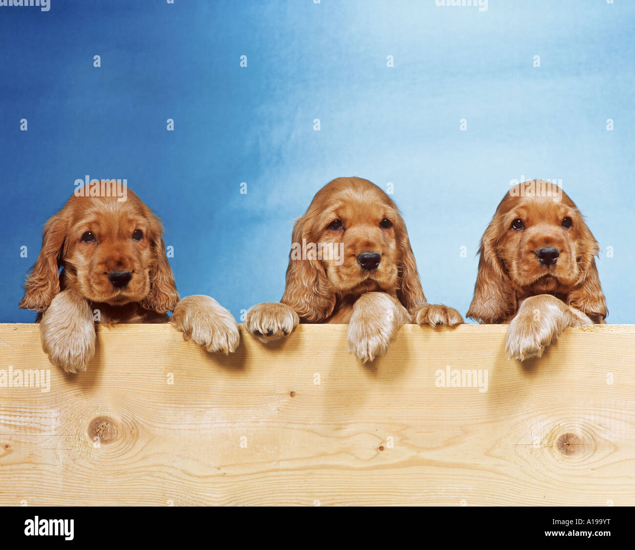 Three cocker spaniels hi-res stock photography and images - Alamy