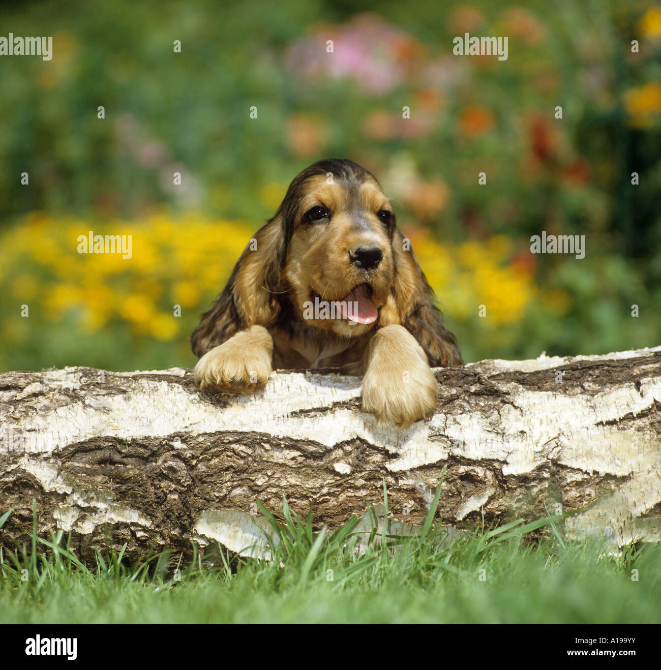 Cocker spaniel puppies hi-res stock photography and images - Alamy