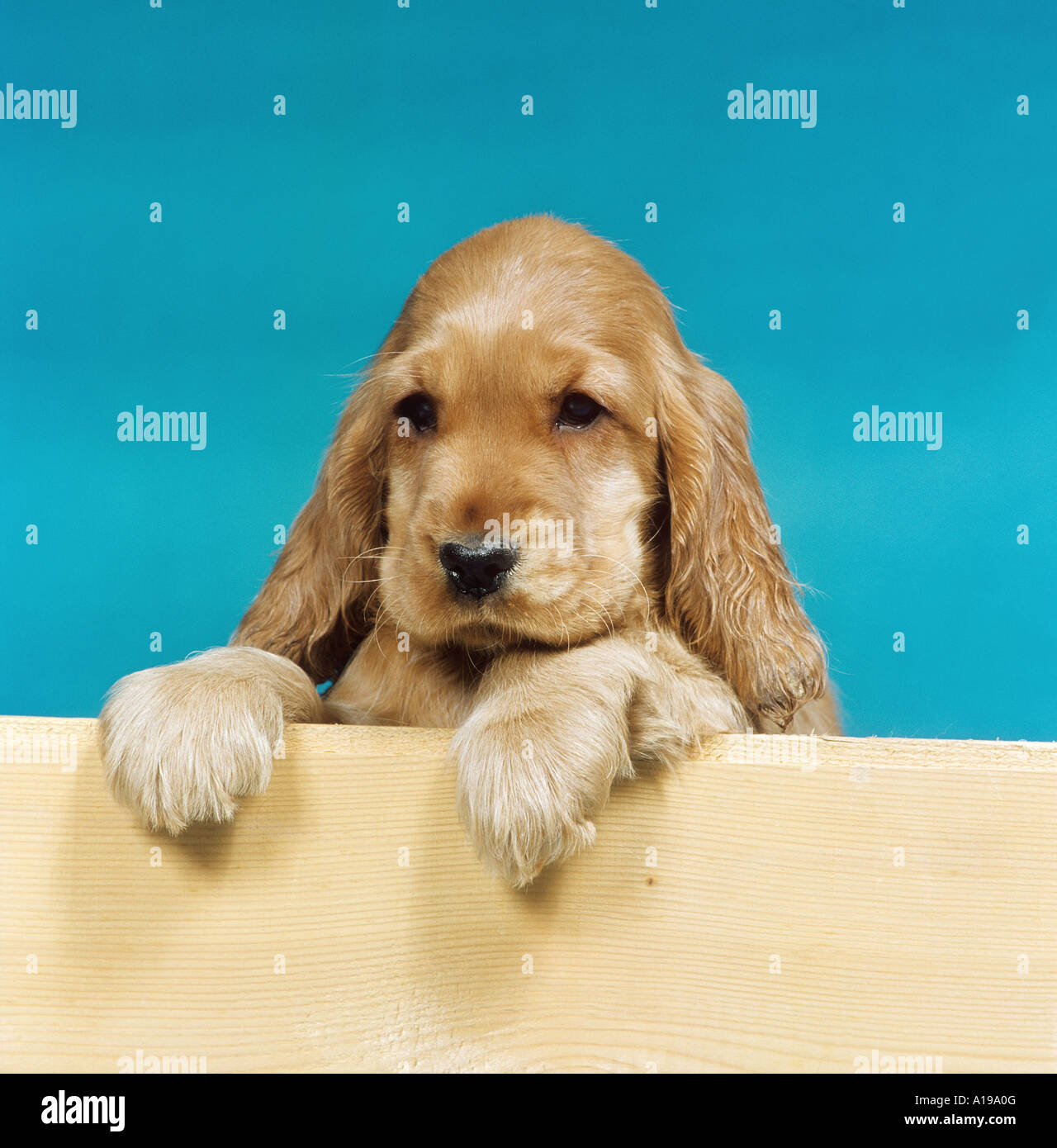 Cocker Spaniel puppy - looking ou of wooden box Stock Photo - Alamy