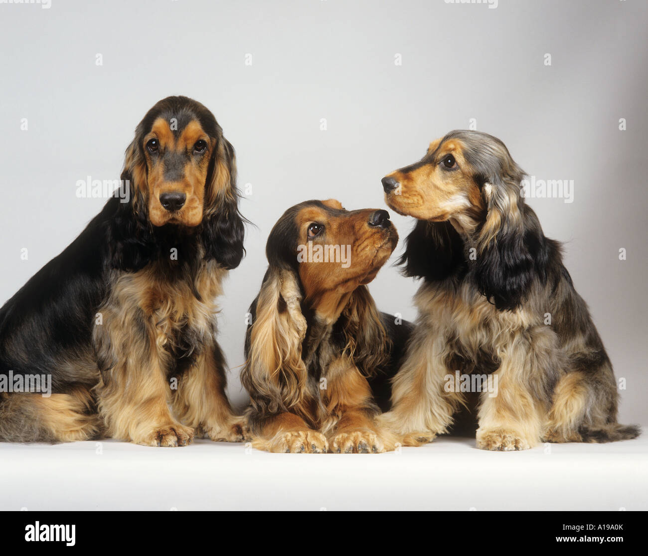 Three cocker spaniels hi-res stock photography and images - Alamy