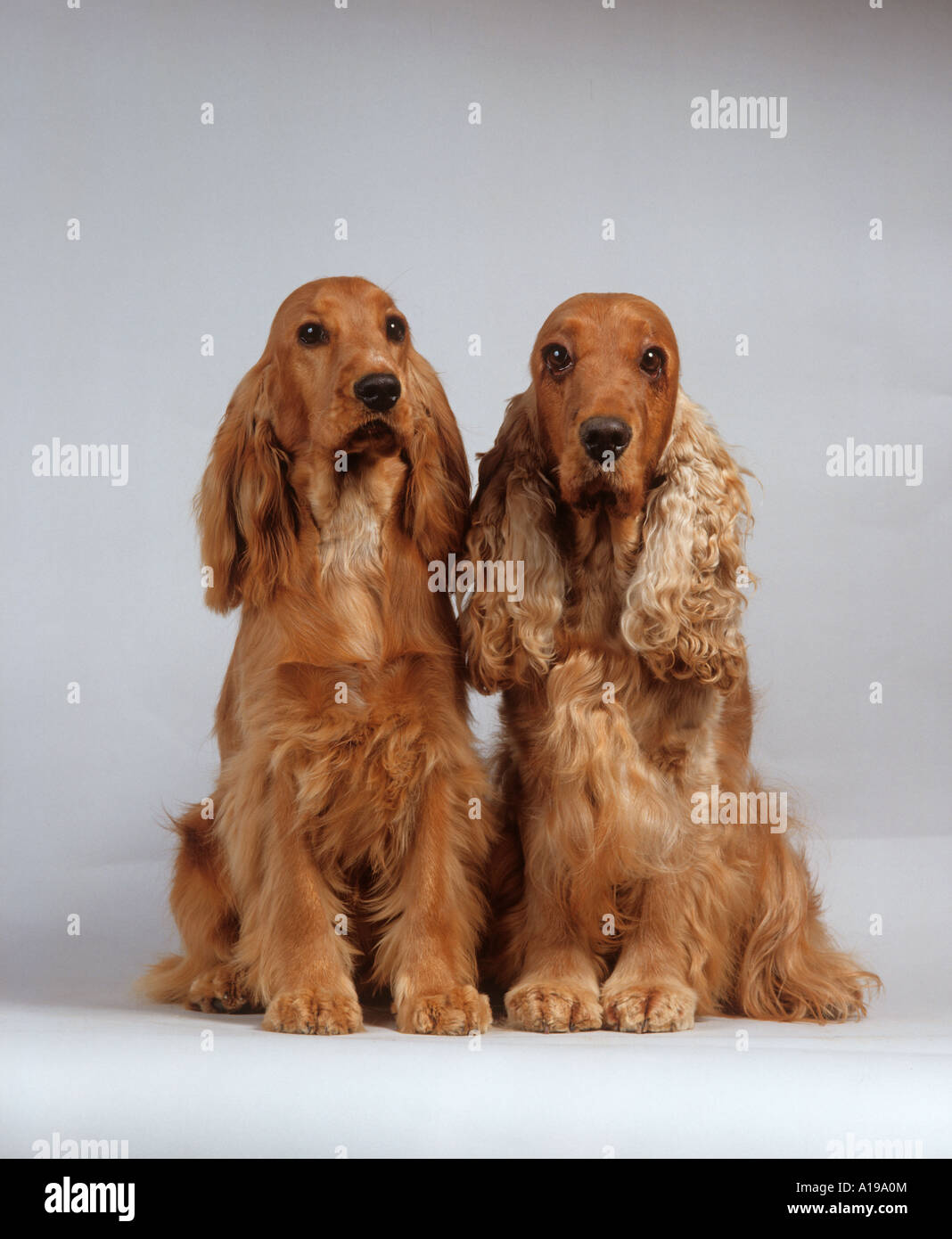 2 Cocker Spaniel - cut out Stock Photo - Alamy