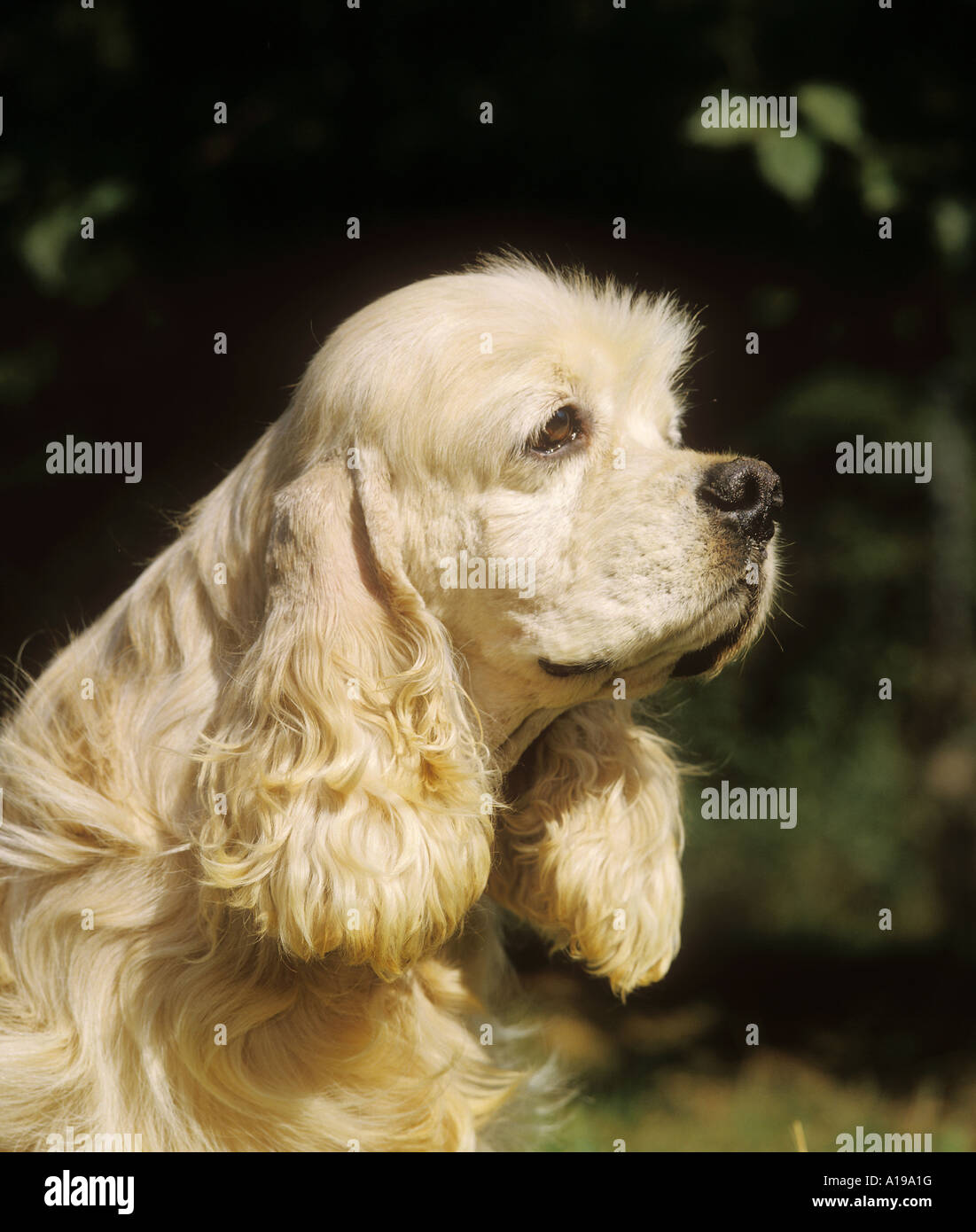 American Cocker Spaniel - portrait Stock Photo - Alamy