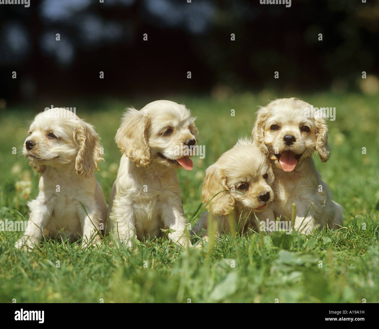 Cocker spaniel puppies hi-res stock photography and images - Alamy