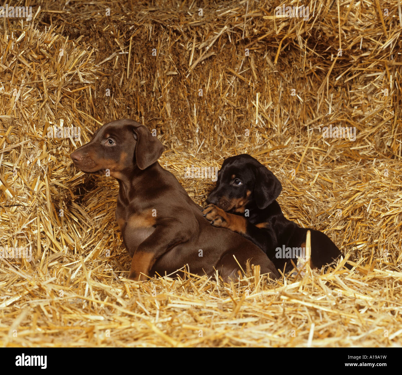 2 Dobermann puppies in straw Stock Photo - Alamy