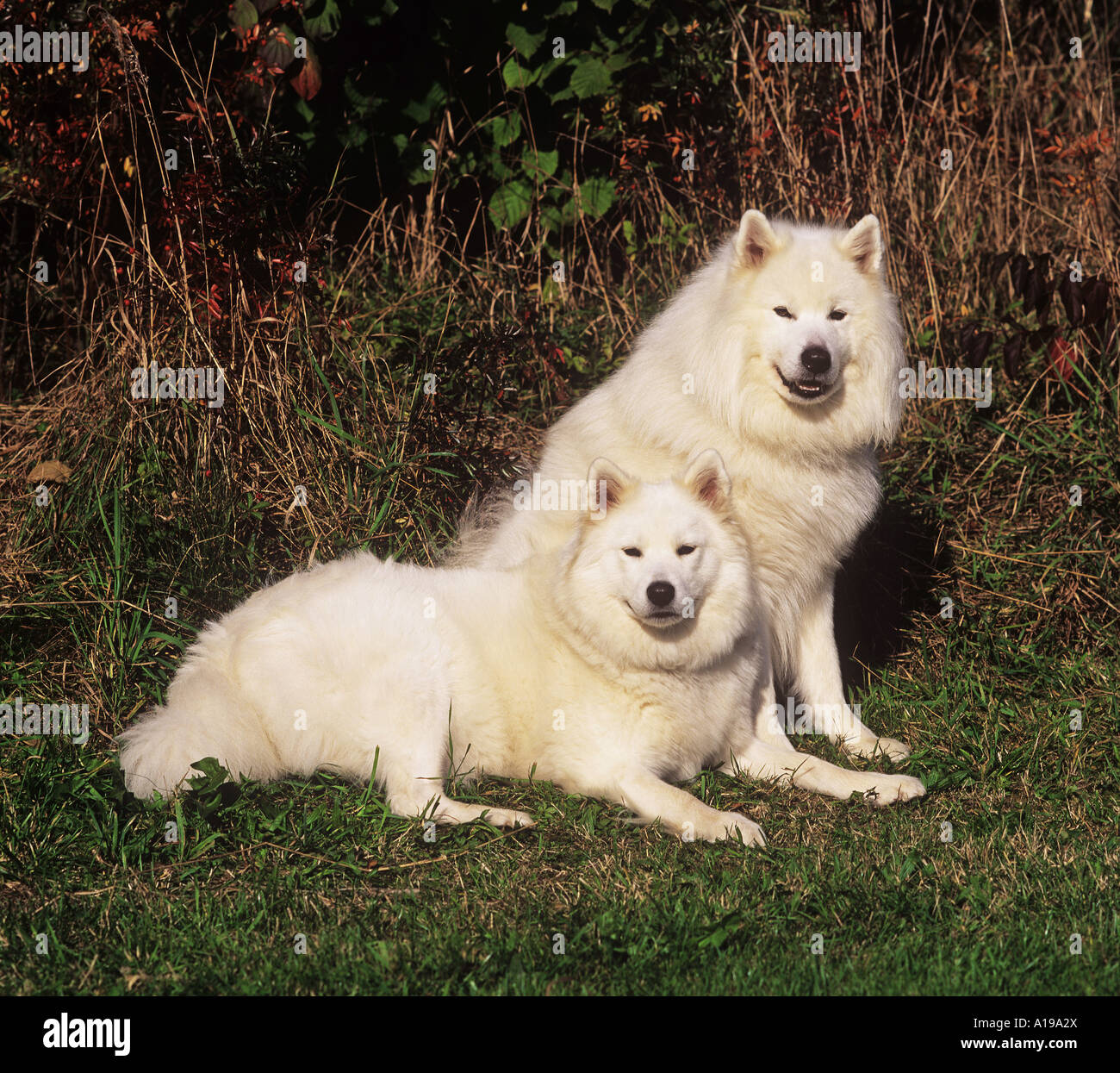 two Samoyed dogs on meadow Stock Photo - Alamy