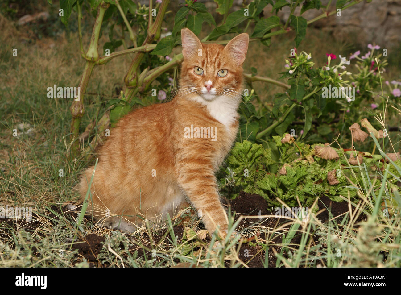 cat - sitting lateral Stock Photo - Alamy