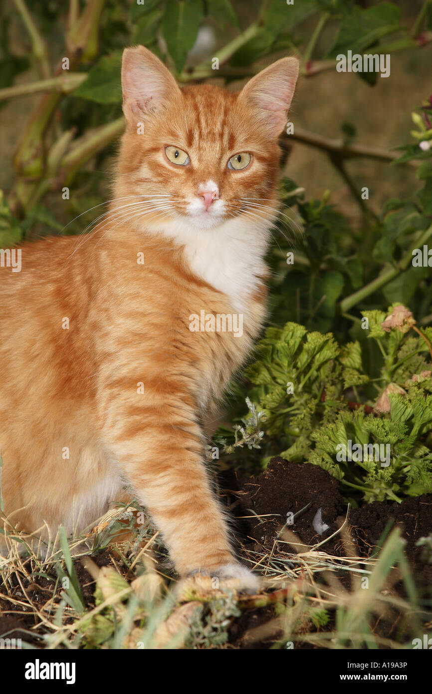 cat - sitting lateral Stock Photo - Alamy