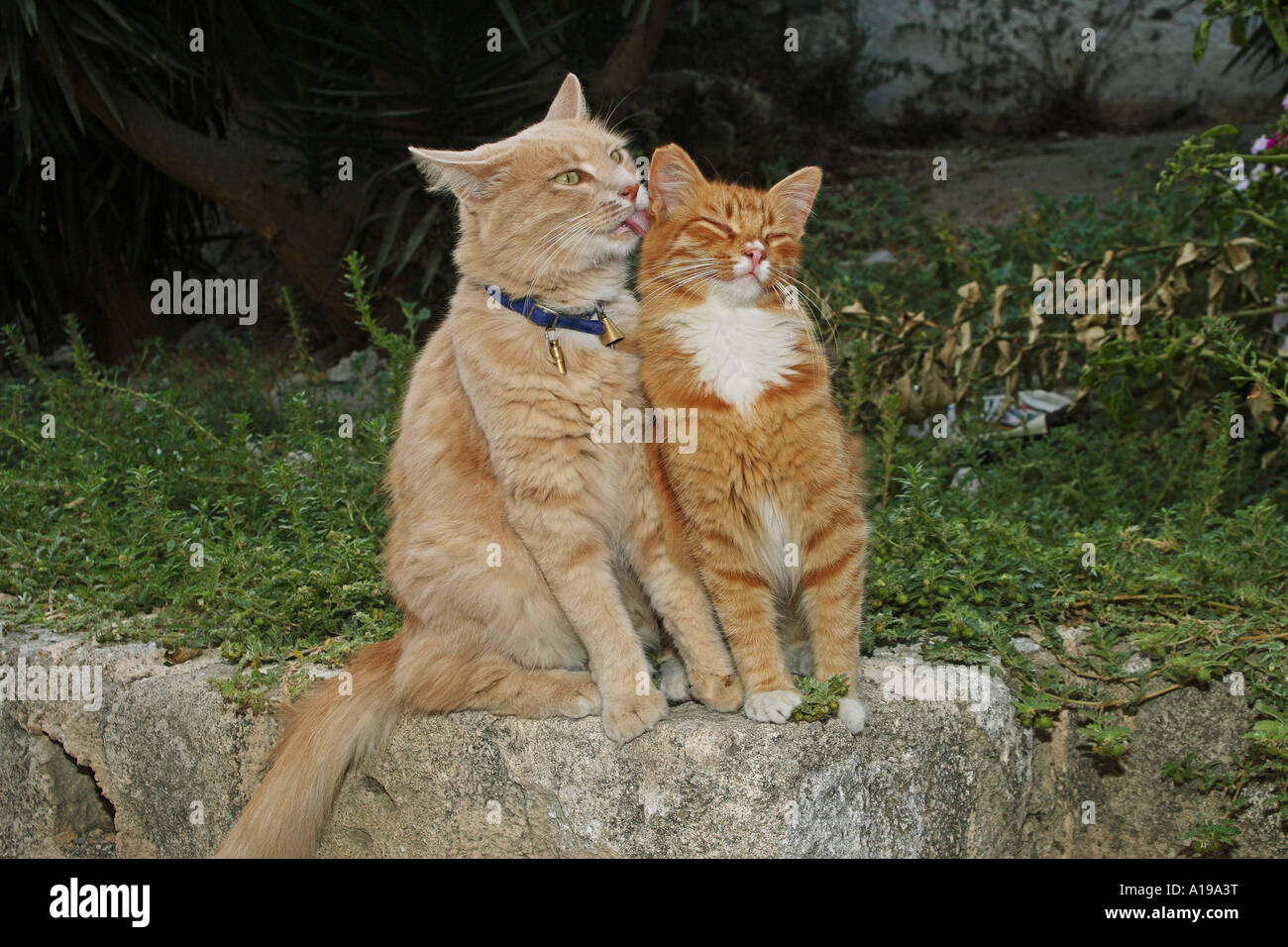 Two cat smooching hi-res stock photography and images - Alamy