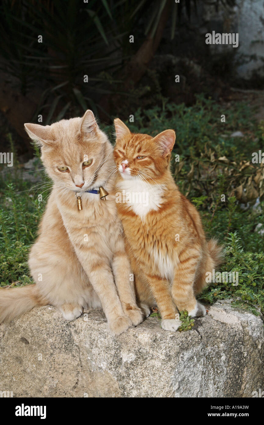 Two Cat Smooching High Resolution Stock Photography and Images - Alamy