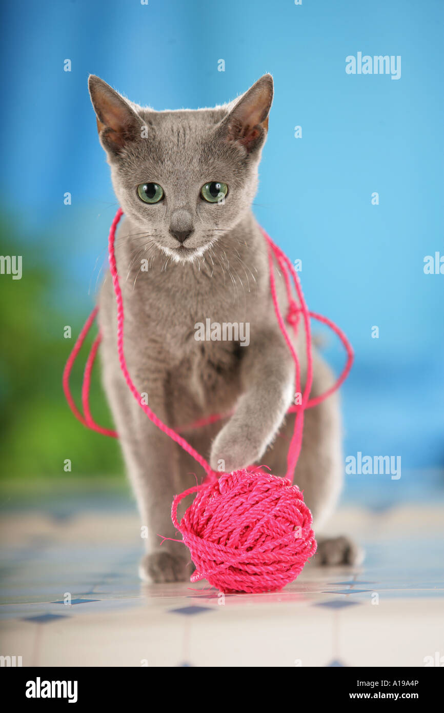Kitten playing wool ball hi-res stock photography and images - Alamy