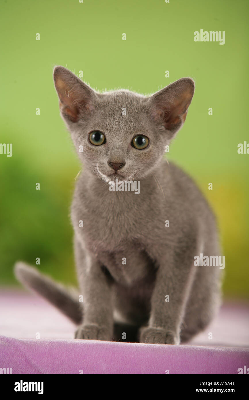 Oriental shorthairs hi-res stock photography and images - Alamy