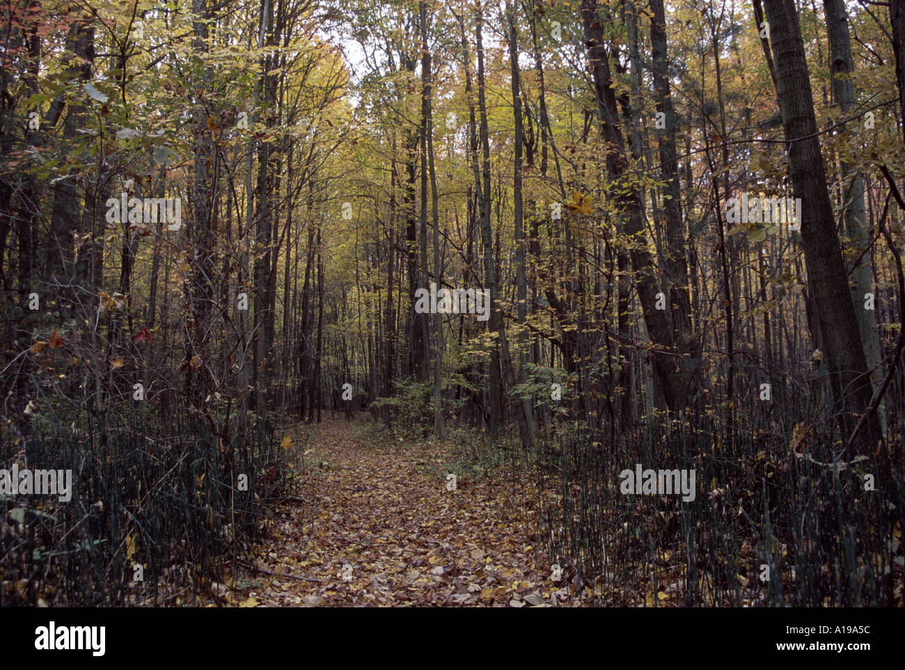 Trail leading into brightly colored woods Stock Photo - Alamy