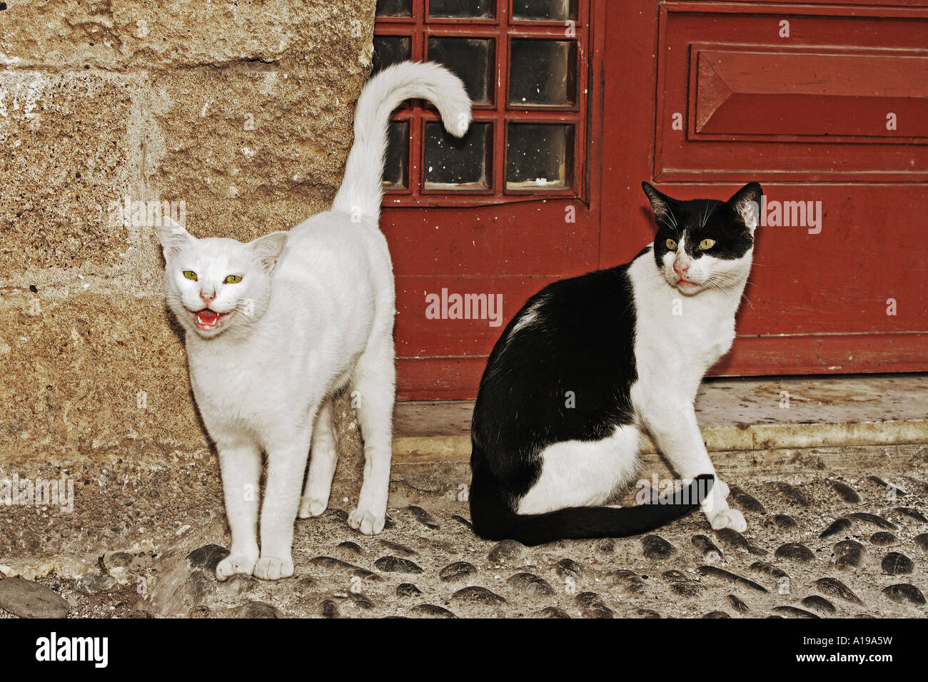 two cats in front of house Stock Photo - Alamy