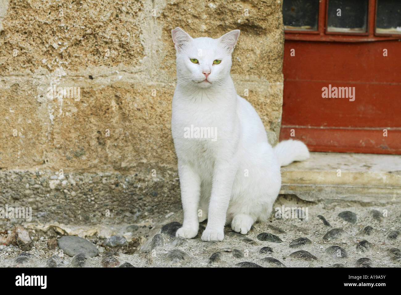 white cat - sitting Stock Photo - Alamy