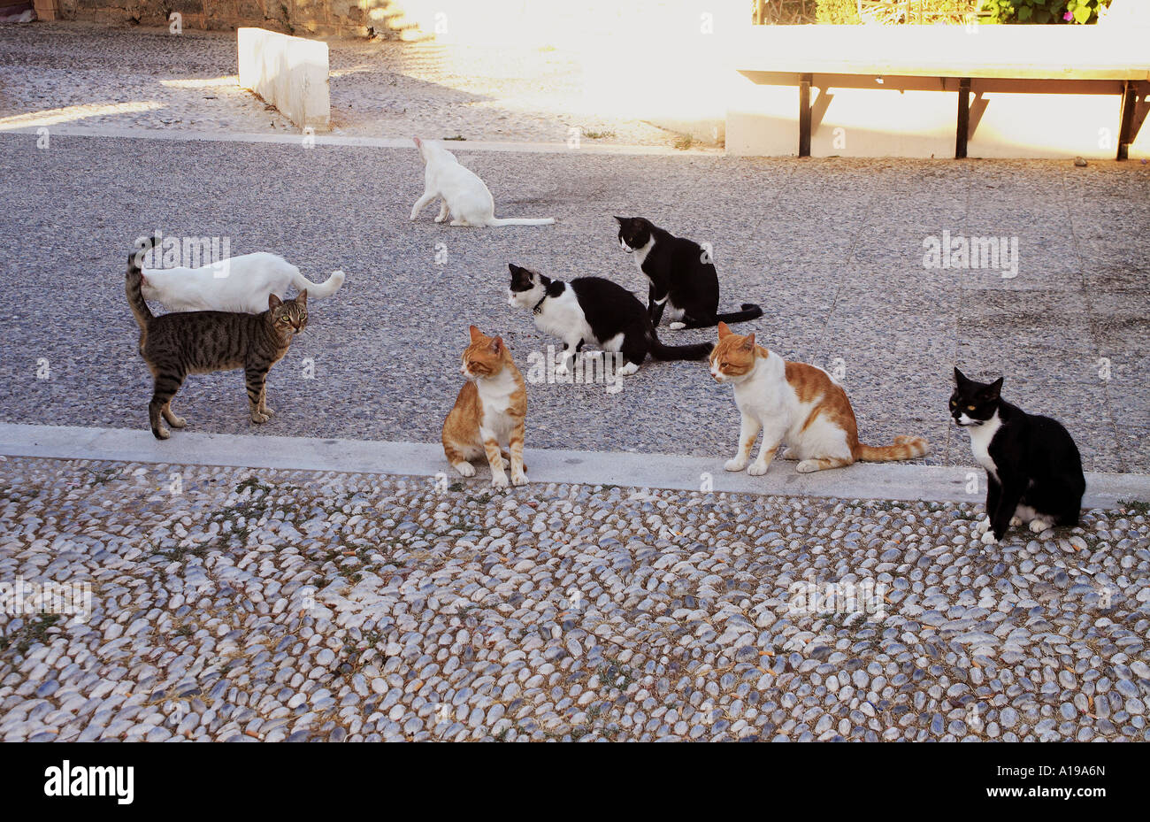 several cats on square Stock Photo - Alamy