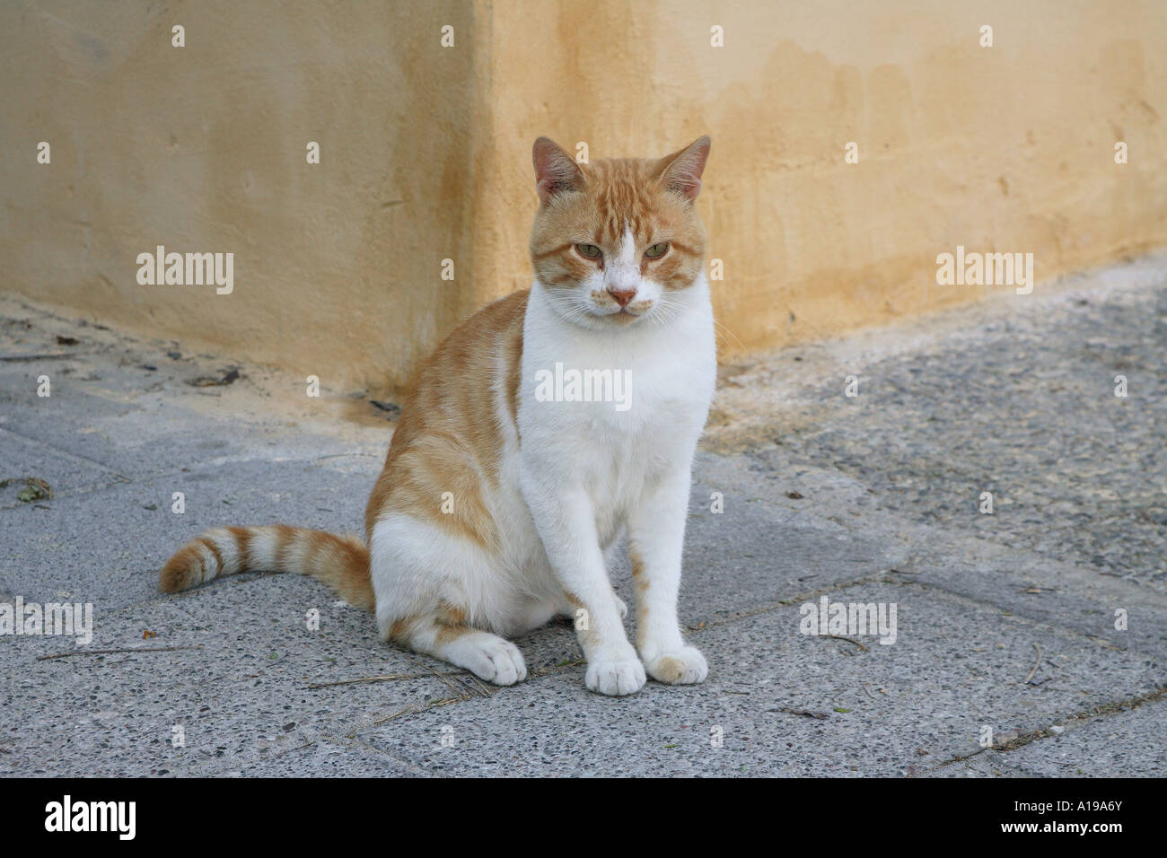 cat - sitting lateral Stock Photo - Alamy